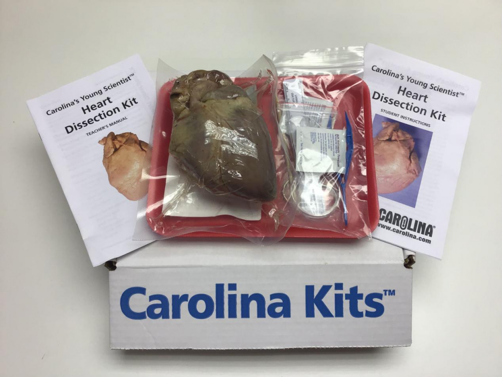 Preserved Specimens: A Glimpse into Dissection Techniques - Blades ...